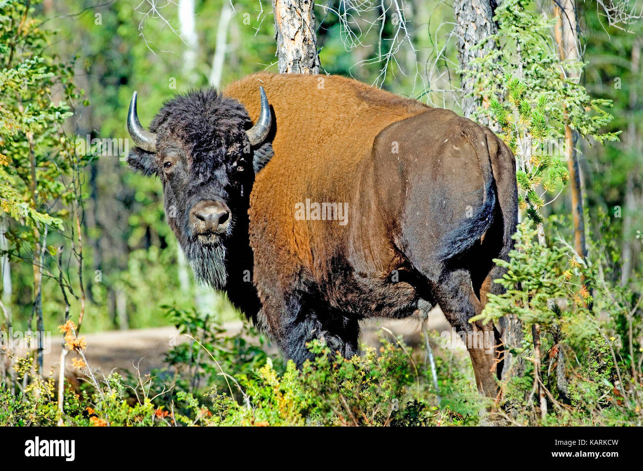Bison in Wood Buffalo Nationwide park, Northwest Territories, Bison in ...