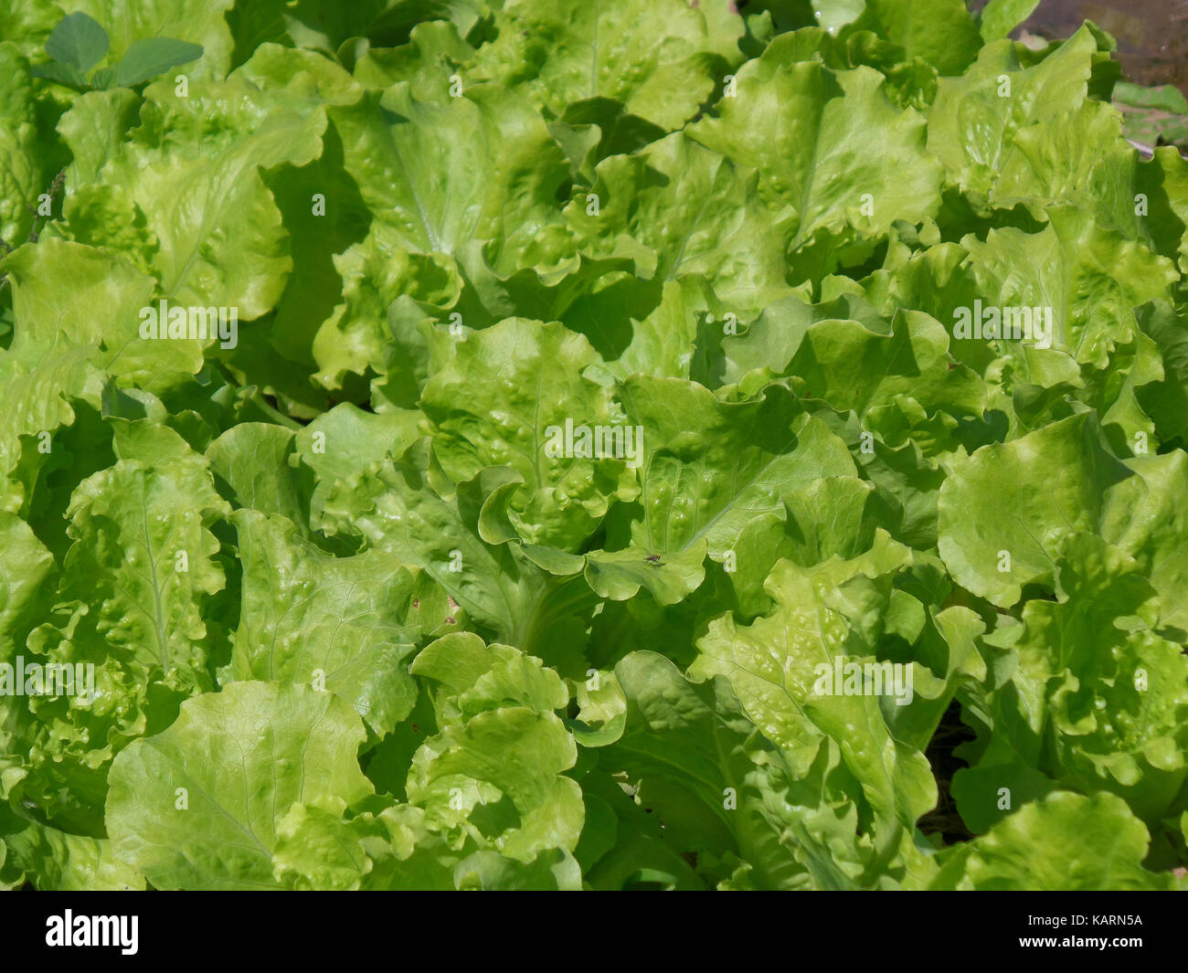 Vibrant Color of Green Oak Lettuce in the Sunlight at Organic Vegetable ...