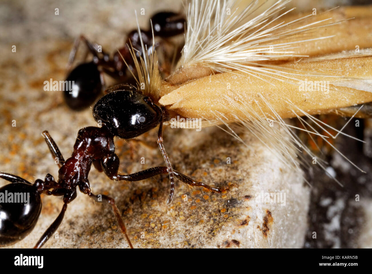 Big Black Ant High Resolution Stock Photography and Images - Alamy