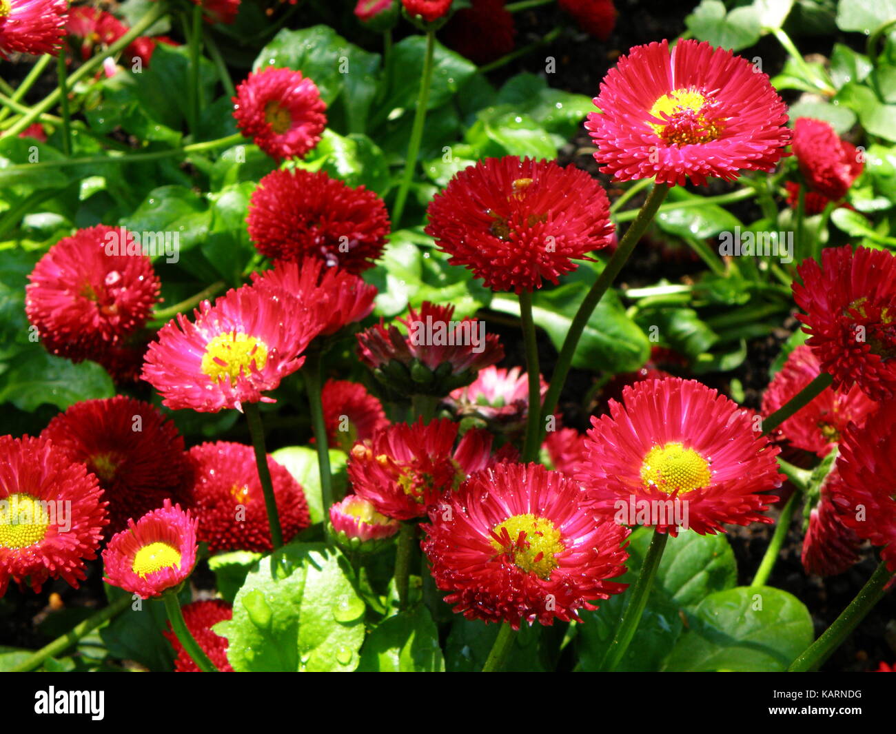 Blooming vivid pink English Daisy, Tasso Pink flowers with morning dew ...