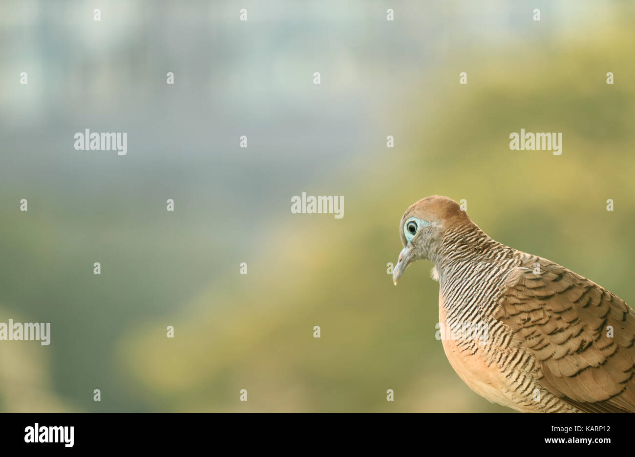 Lonely Bird, a wild Zebra Dove in the afternoon sunlight Stock Photo ...