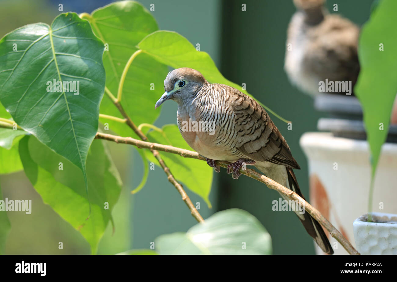 Wild Zebra Dove Perching on the Tree Branch amongst Vibrant Green ...
