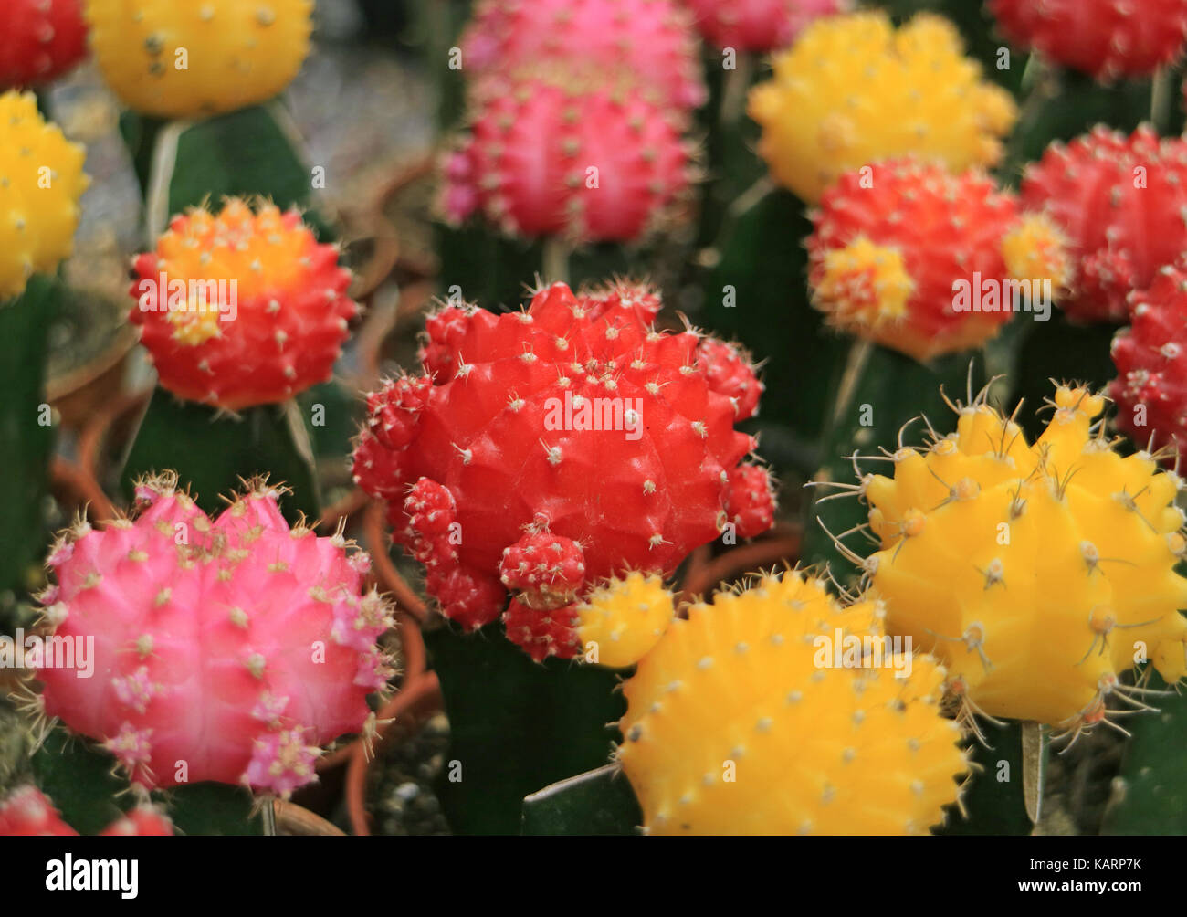 Bunch of Vibrant Red, Pink, Yellow Color Mini Cactus Plants, for ...