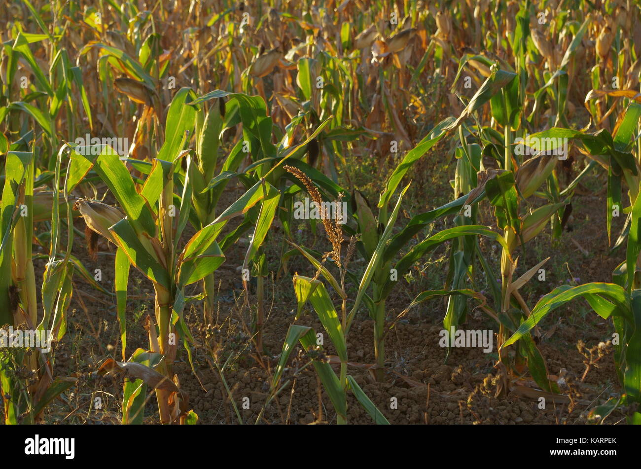 Corn field farm plantation in Portugal Stock Photo - Alamy