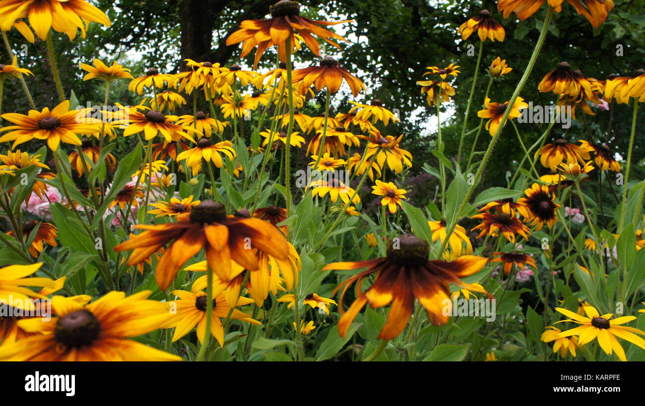 Yellow rudbeckia flower in the garden background Stock Photo - Alamy