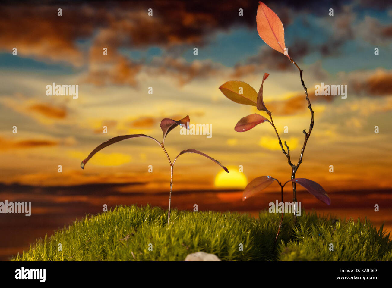 Small plants at sunset Stock Photo - Alamy