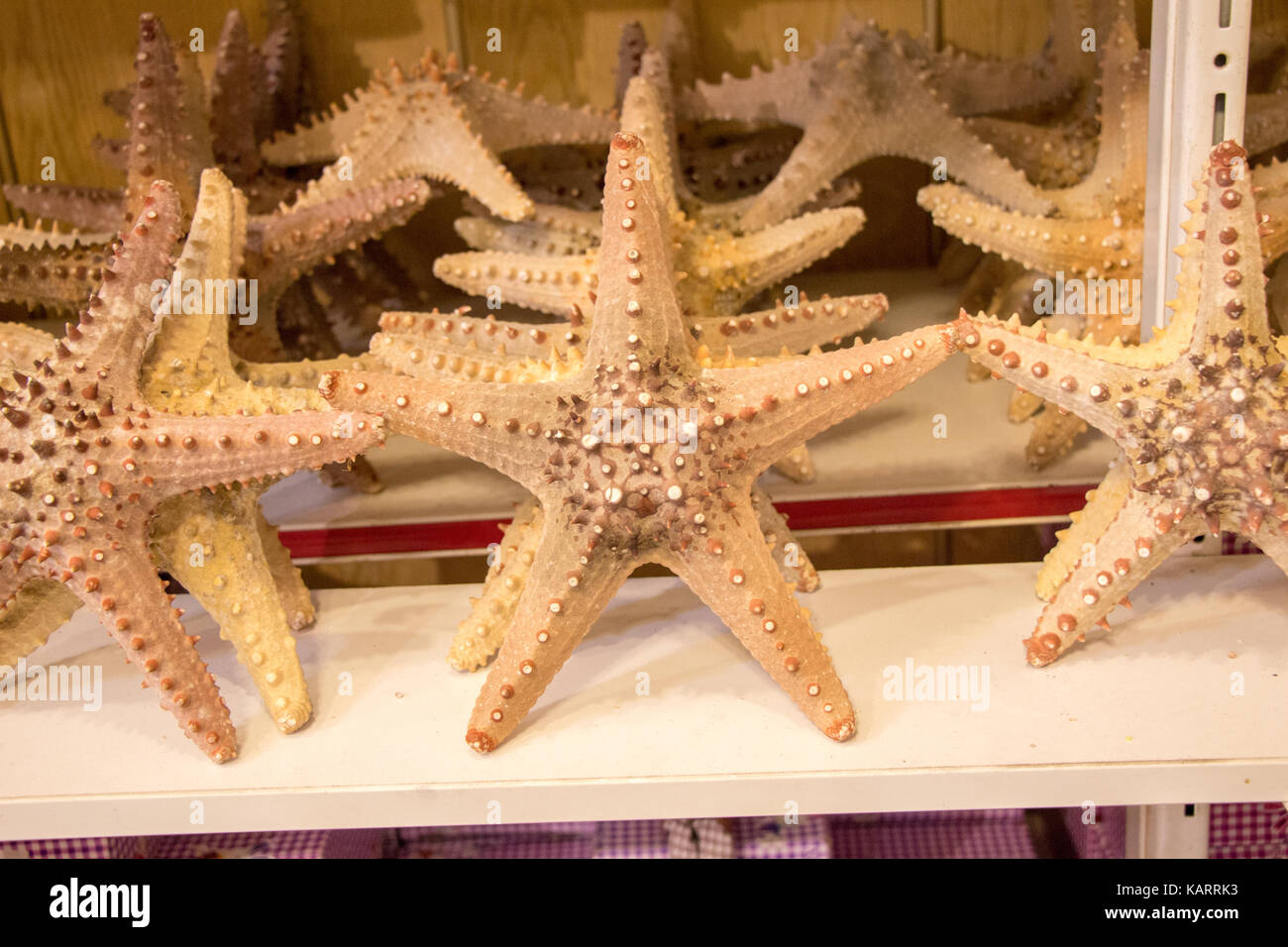 Beautiful starfish for decorative purposes Stock Photo - Alamy