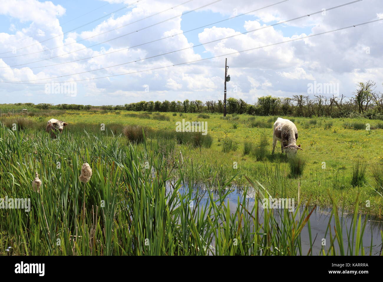 Steart hi-res stock photography and images - Alamy
