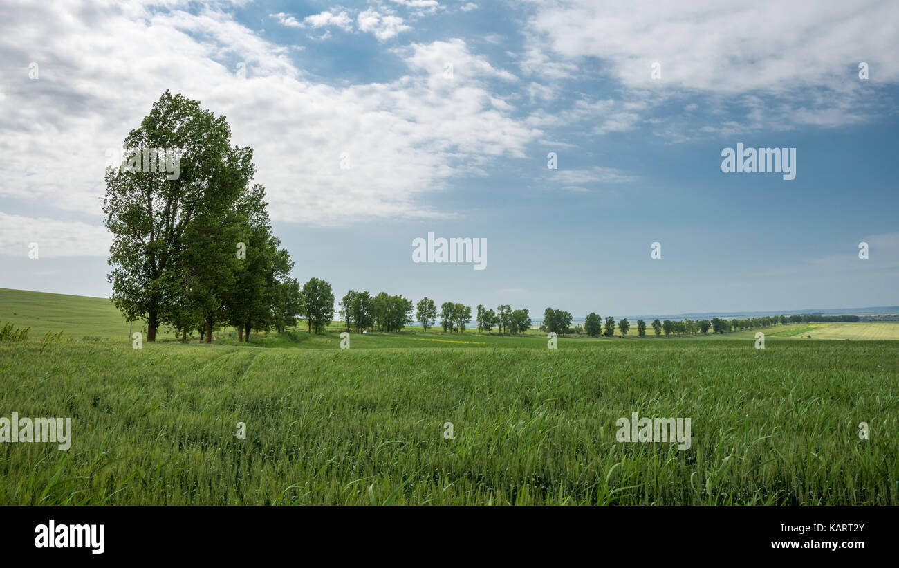 Row of trees along the road in Dobrogea, Romania Stock Photo - Alamy
