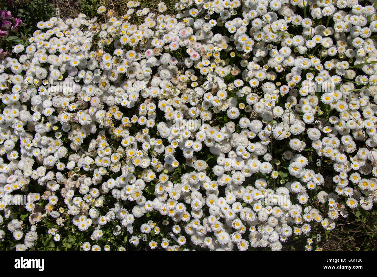 Blooming spring flowers as a colorful background Stock Photo - Alamy