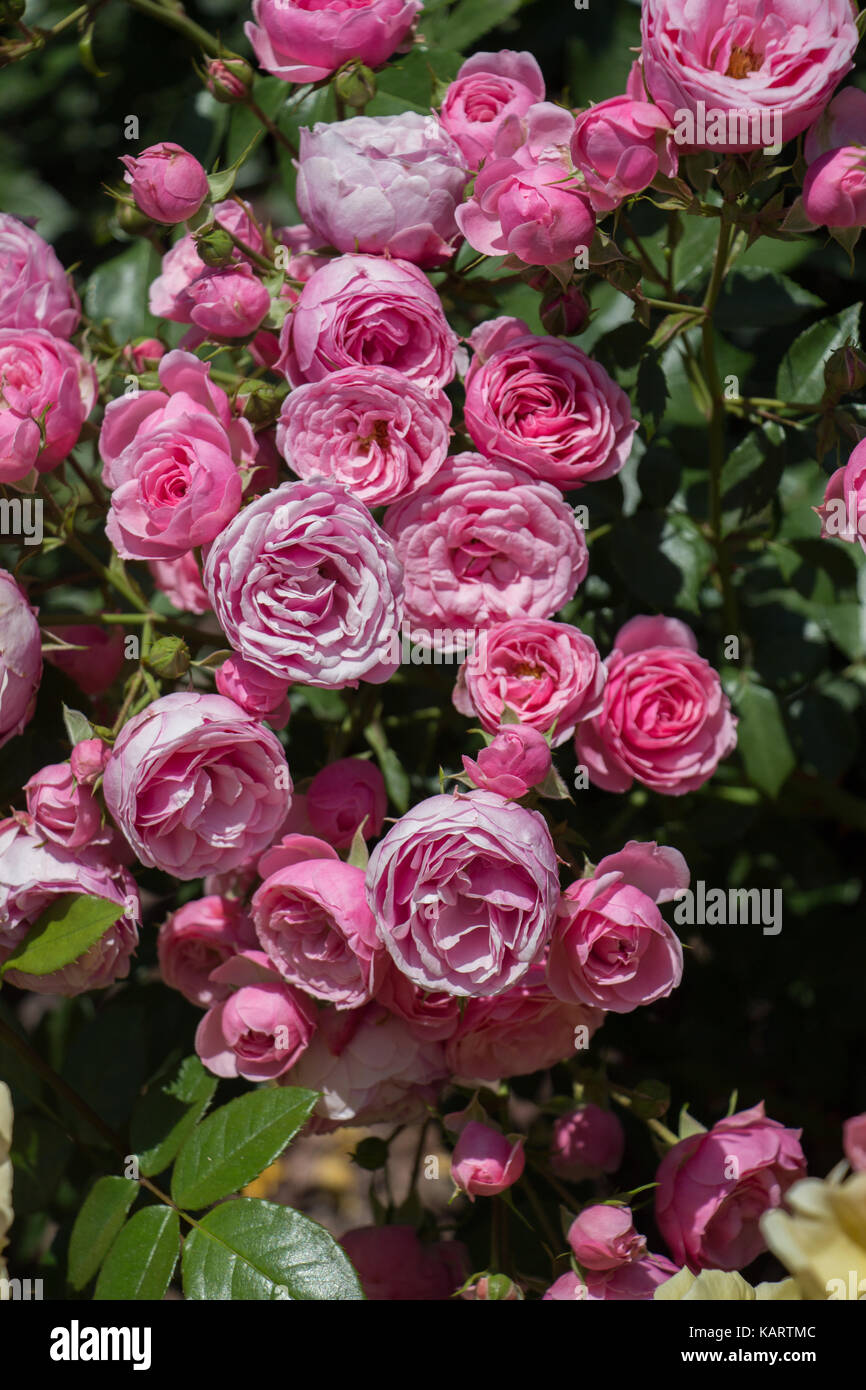 Rose garden full of beautiful fresh roses Stock Photo - Alamy