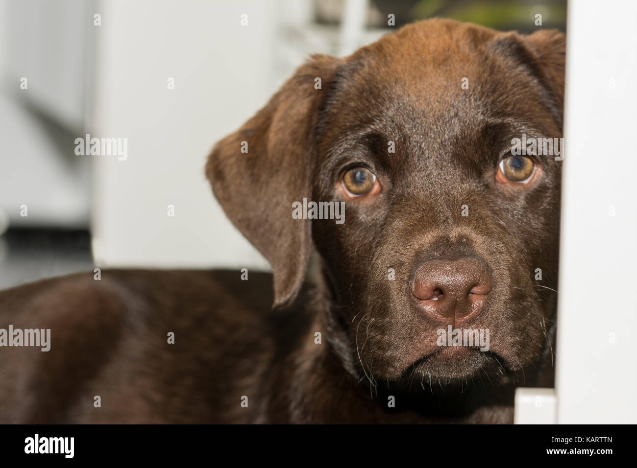 Snout view of a 3-month-old Chocolate Labrador lying behind an open ...