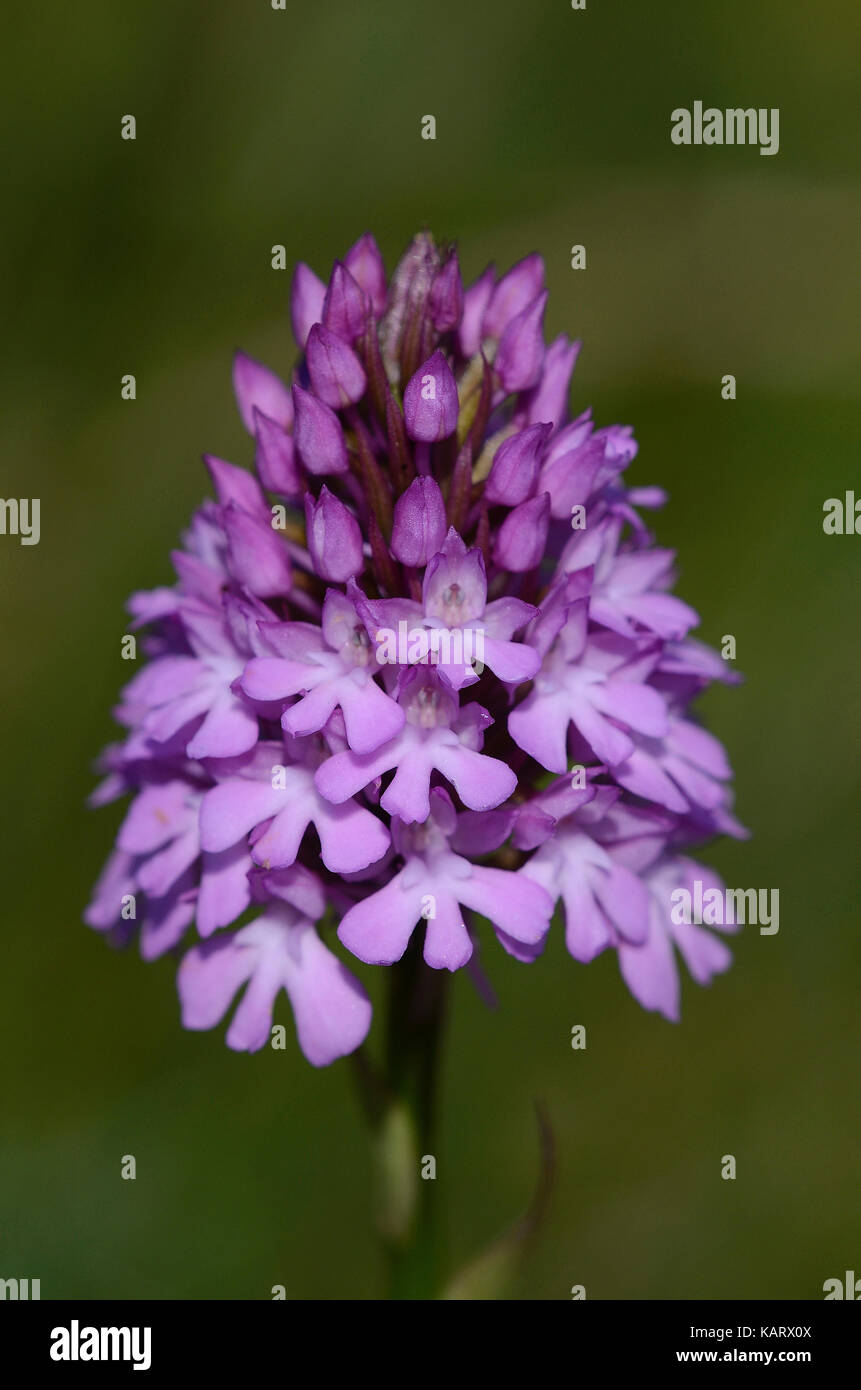 Portrait of pyramidal orchid flower spike Stock Photo - Alamy