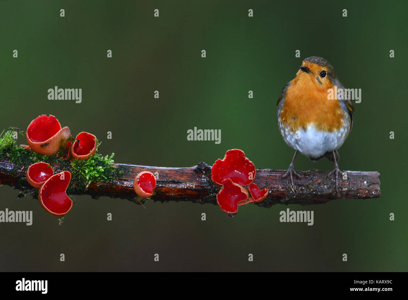 Native robin redbreast hi-res stock photography and images - Alamy