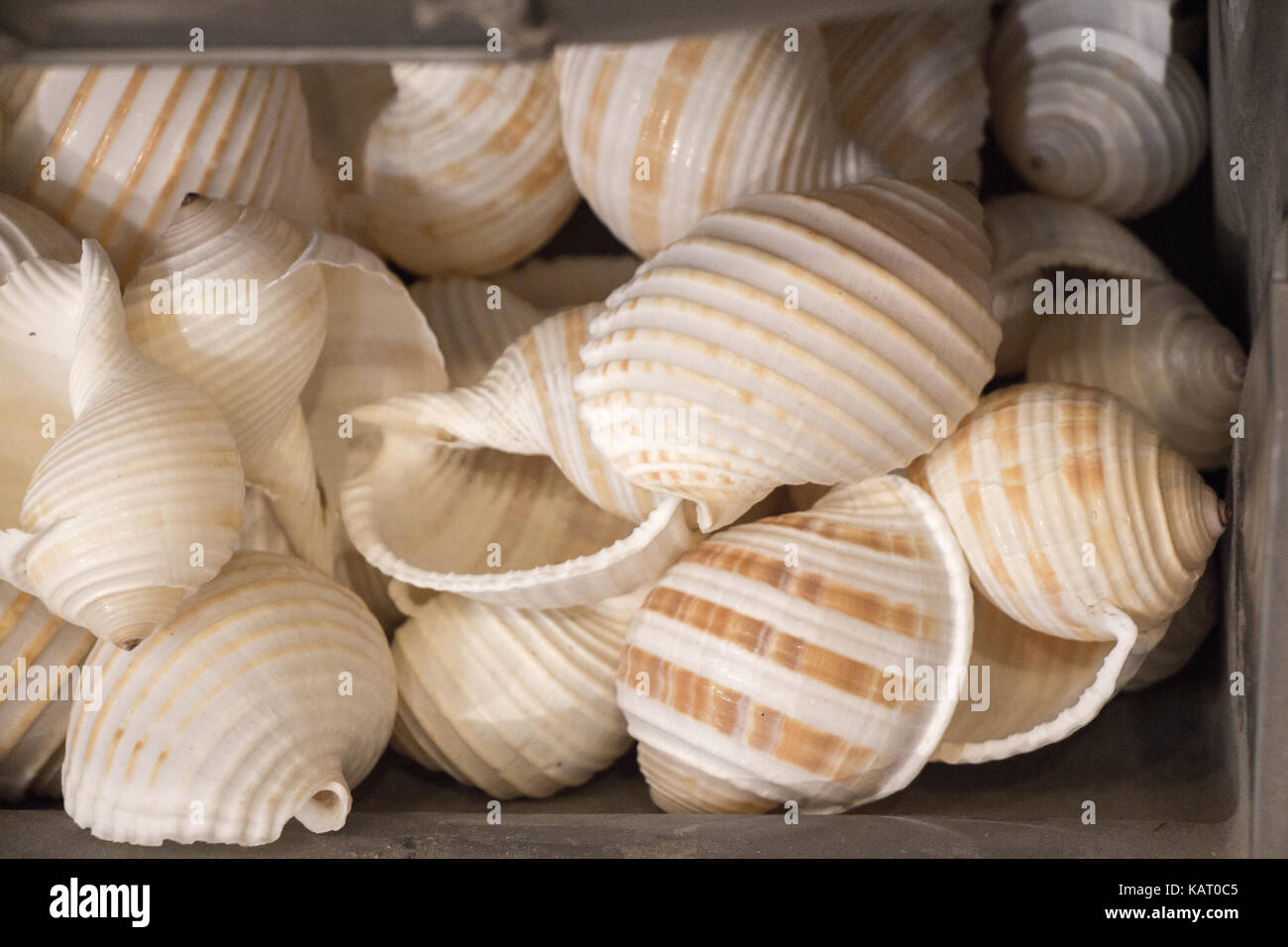 Same type of sea shells collected for decorative purposes Stock Photo ...