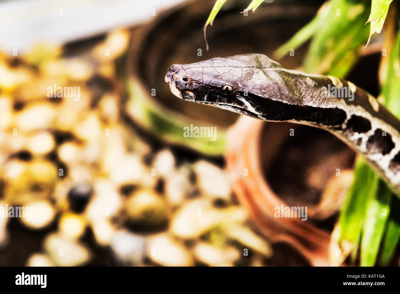 Python snake attack hi-res stock photography and images - Alamy