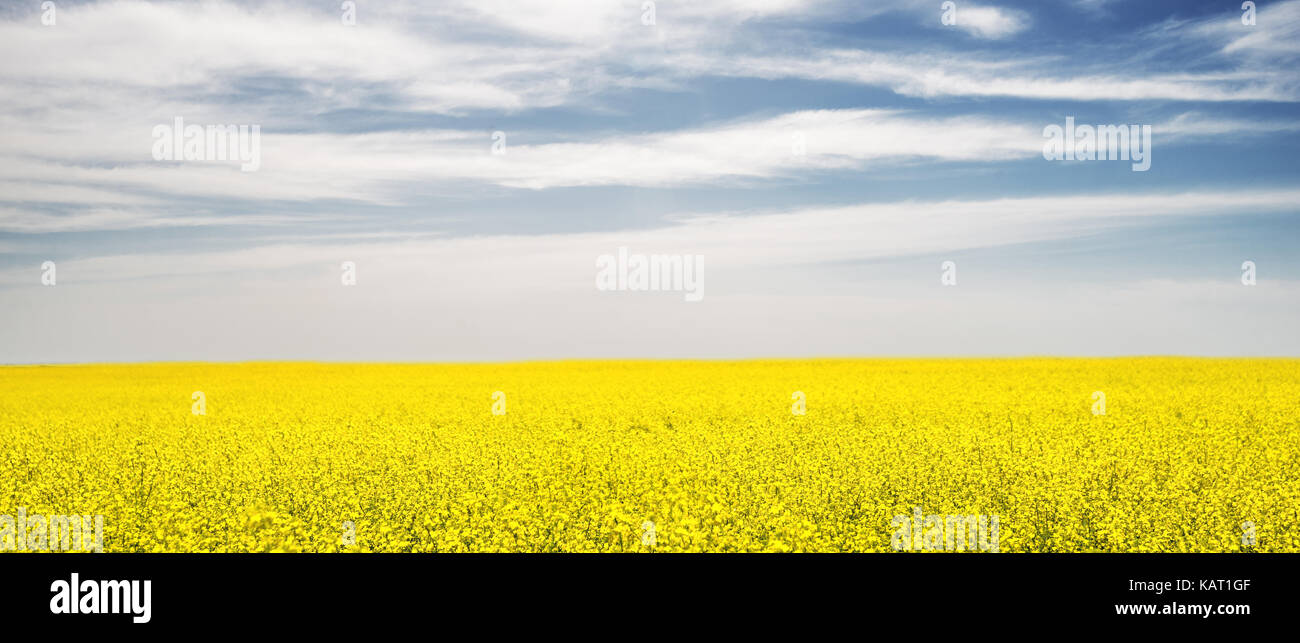Yellow field, blue sky at the sunset Stock Photo - Alamy