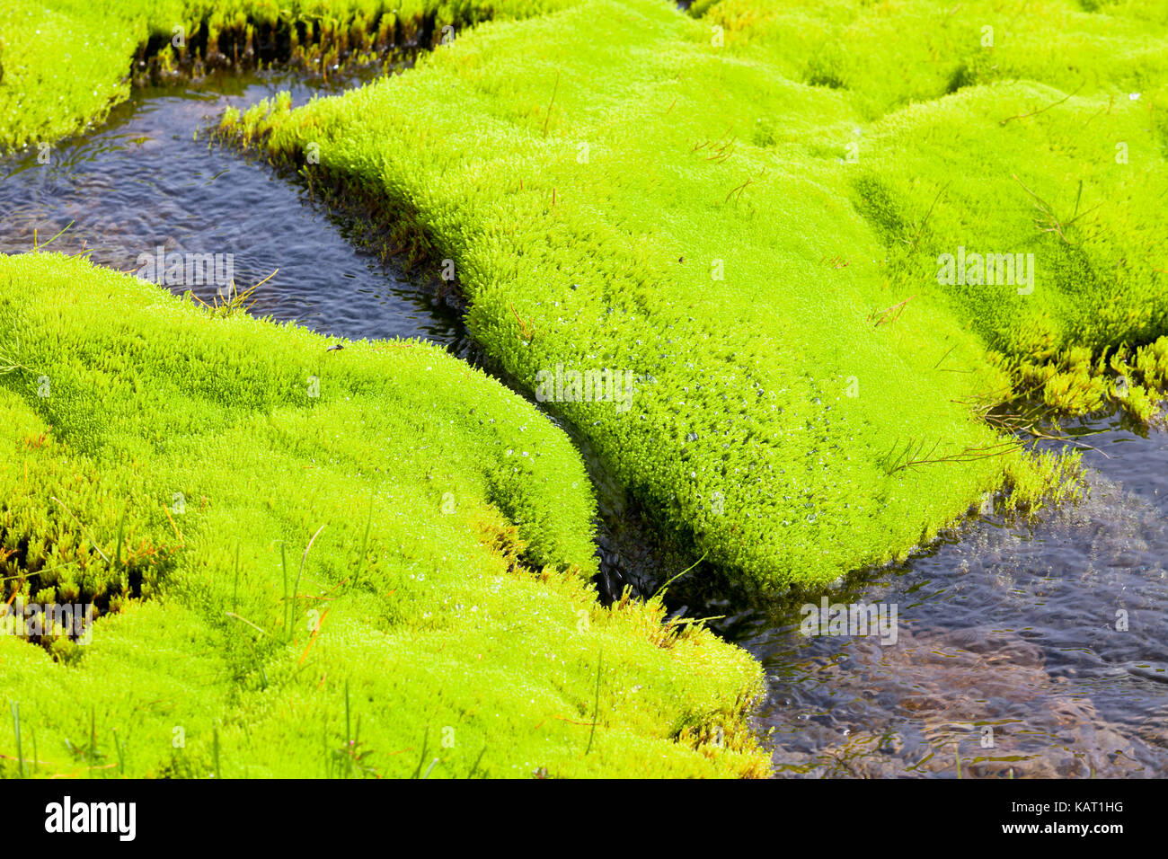 Iceland Small River Stream with green moss. Horizontal shot Stock Photo ...