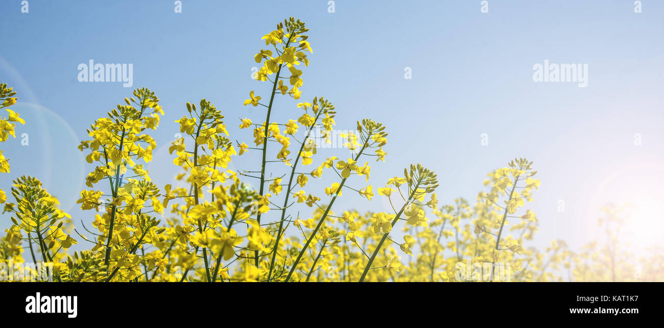 Yellow field, blue sky at the sunset Stock Photo - Alamy