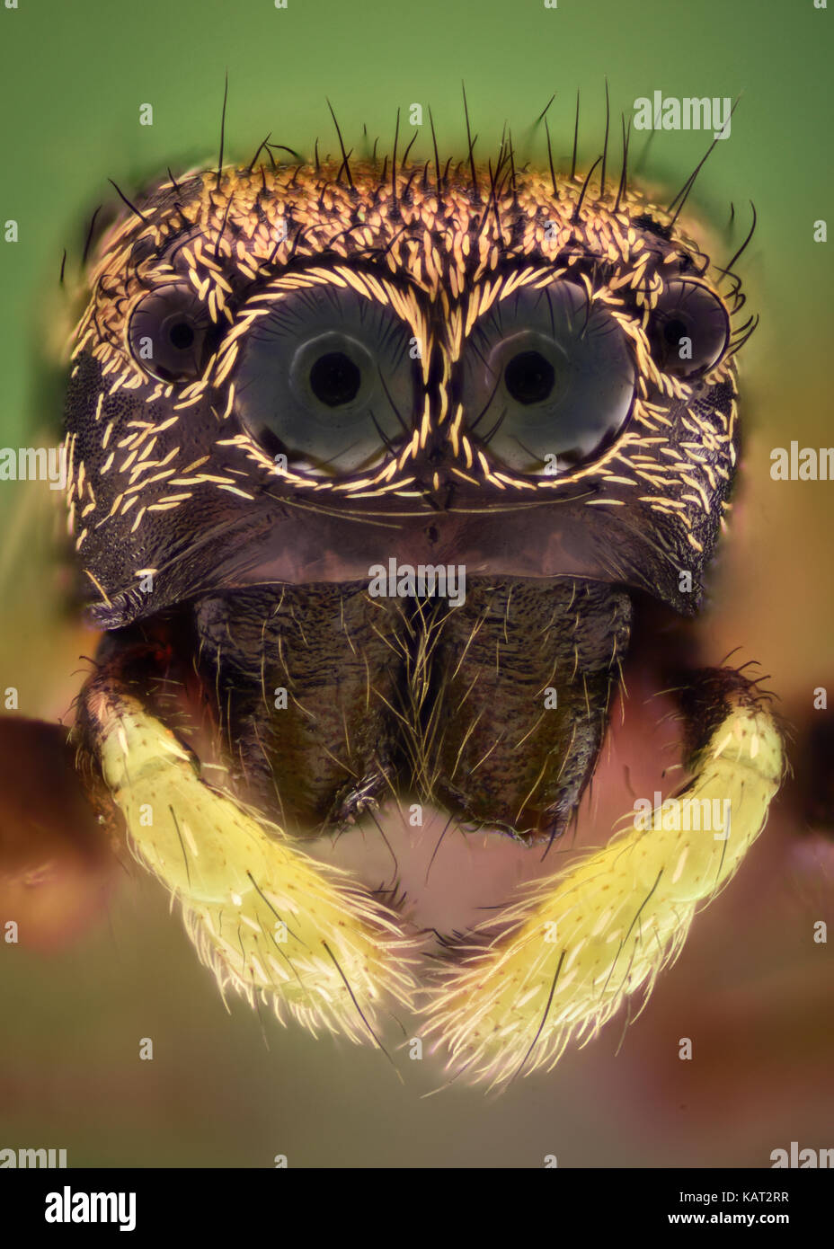 Extreme magnification - Jumping spider Stock Photo - Alamy