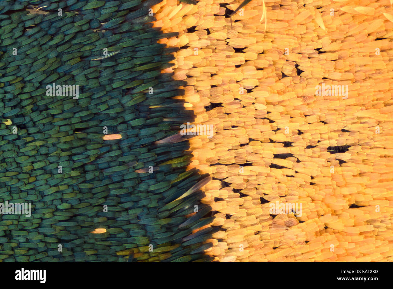 Insect wing microscope hi-res stock photography and images - Alamy