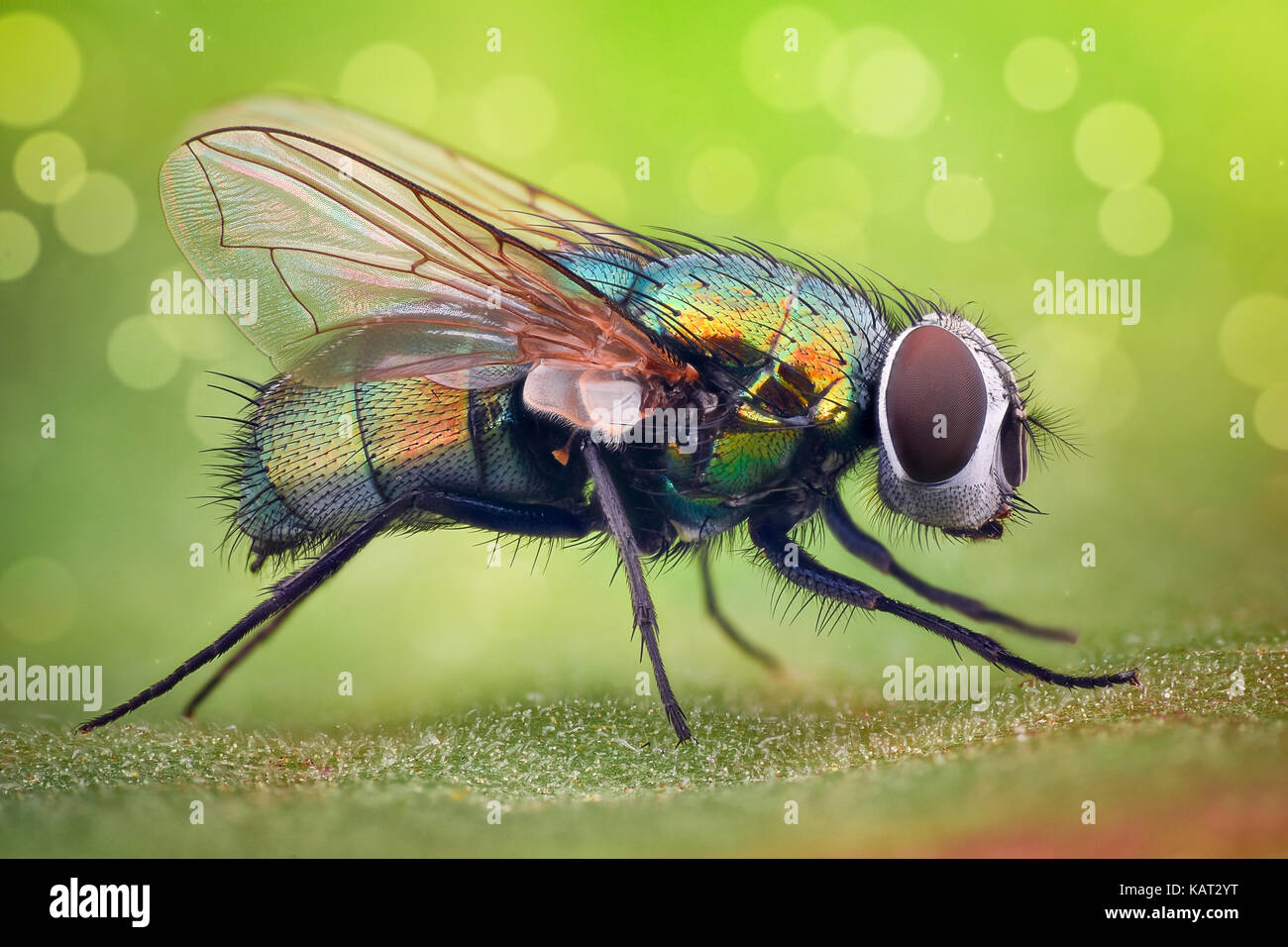 Fruit fly microscope hi-res stock photography and images - Alamy