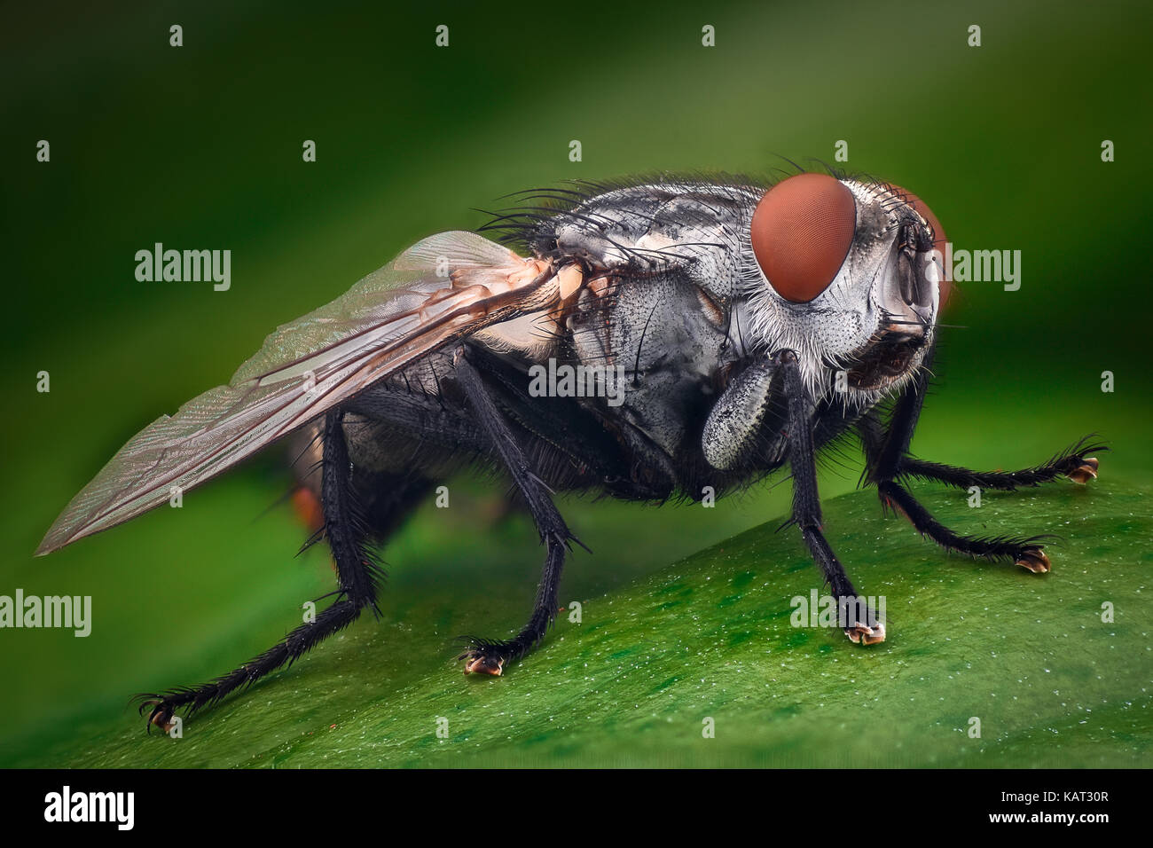 Detailed macro house fly hi-res stock photography and images - Alamy