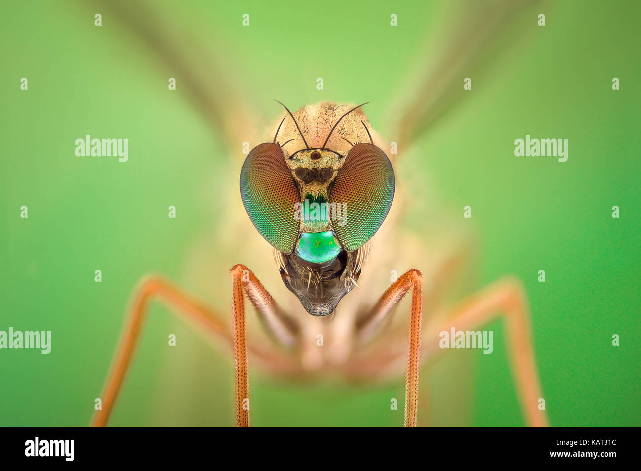 Extreme magnification - Long legged fly Stock Photo - Alamy