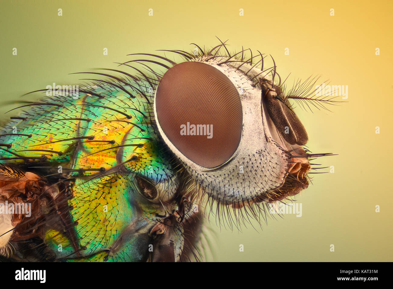 Fruit Fly Microscope High Resolution Stock Photography and Images - Alamy