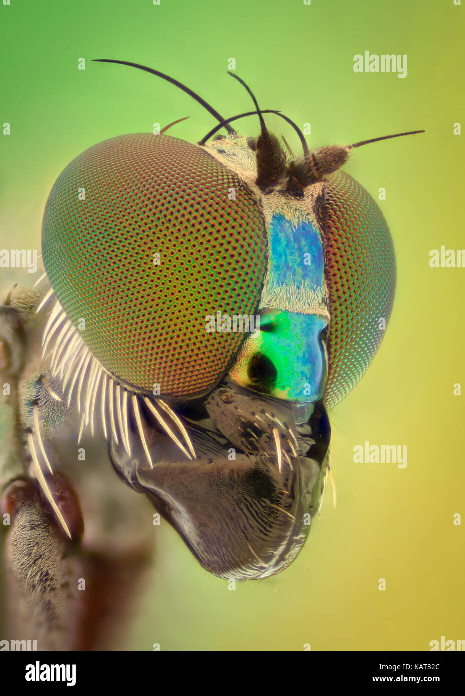 Extreme magnification - Long legged fly Stock Photo - Alamy