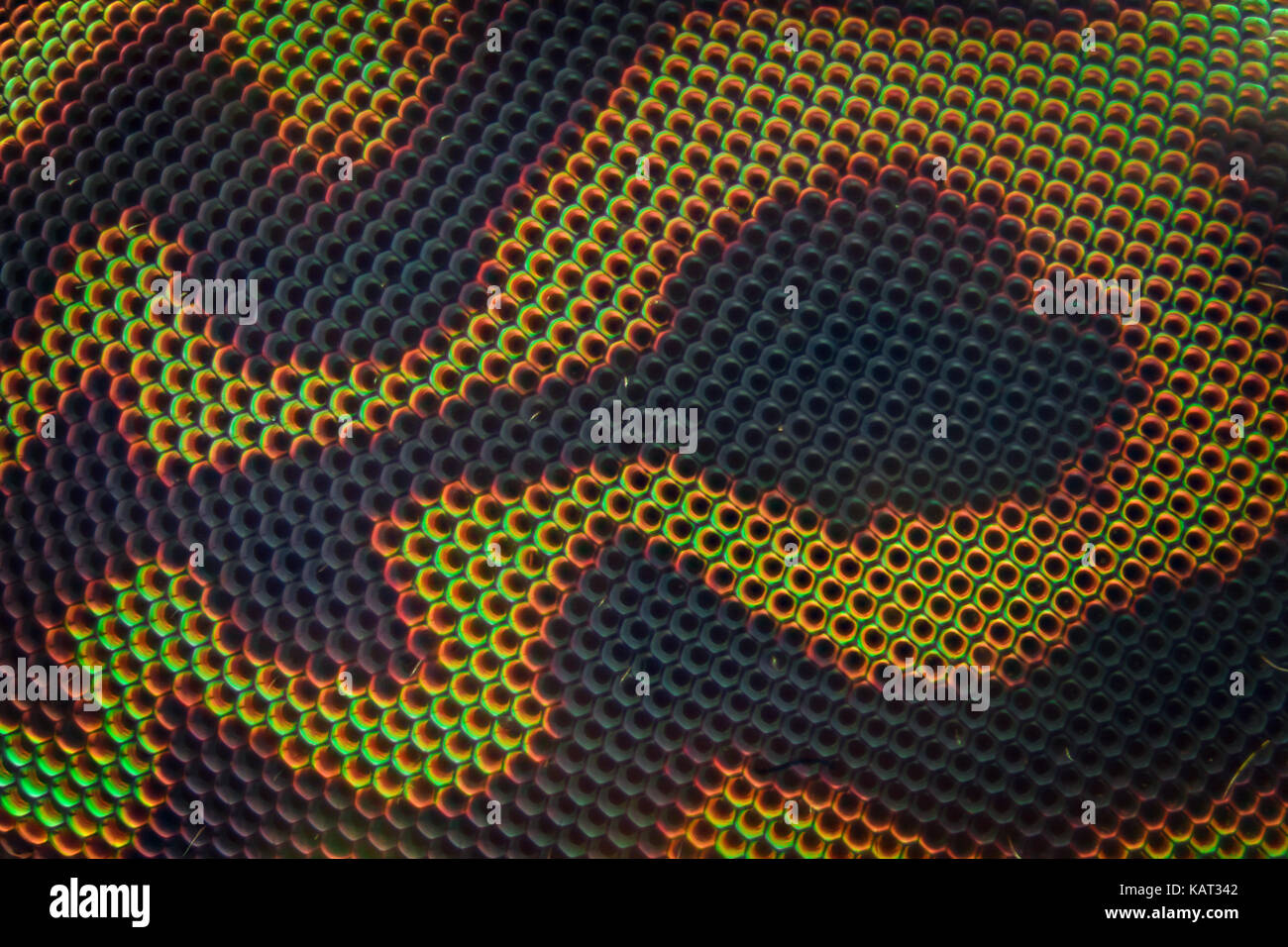 Extreme magnification - Compound eye texture under the microscope Stock ...