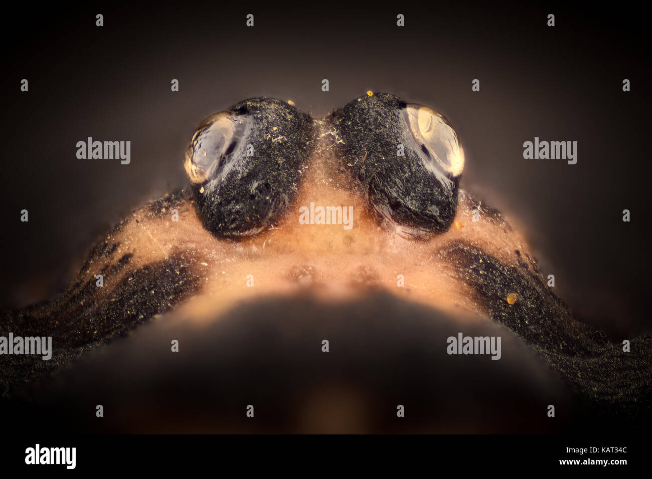 Extreme magnification - Havestman, Shepherd spider, Opiliones Stock ...