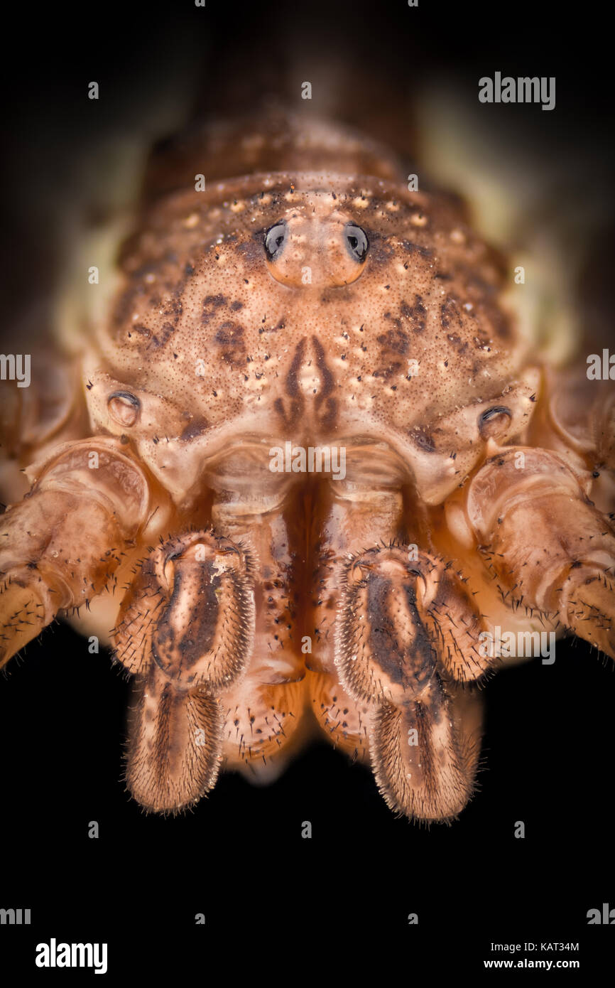 Extreme magnification - Havestman, Shepherd spider, Opiliones Stock ...