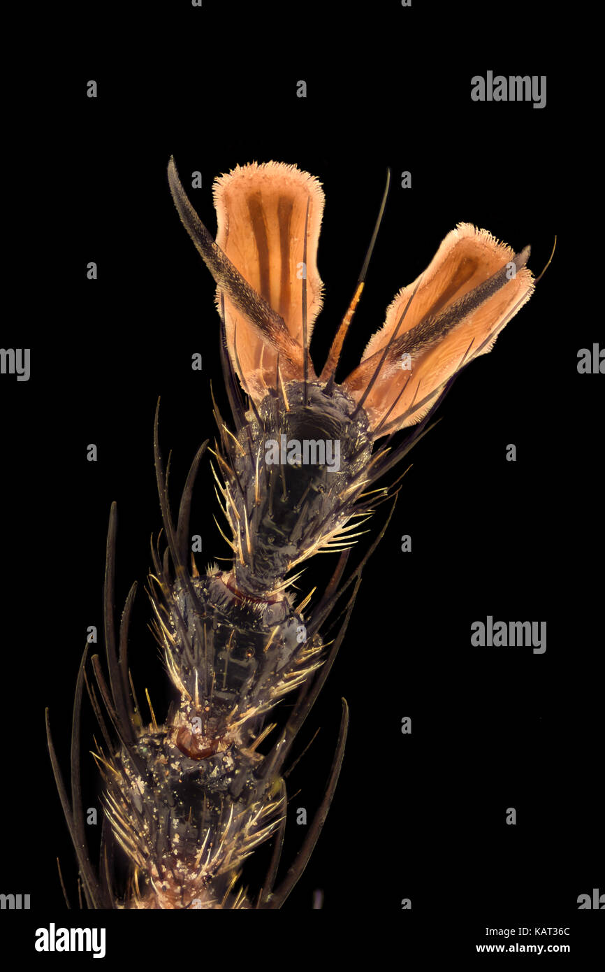 Leg fly foot hi-res stock photography and images - Alamy