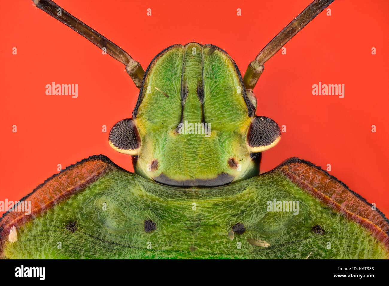 Extreme magnification - Green stink bug nymph (Nezara antennata Stock ...