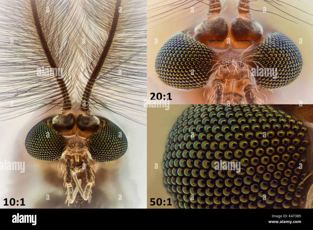 Extreme magnification - Mosquito head Stock Photo - Alamy
