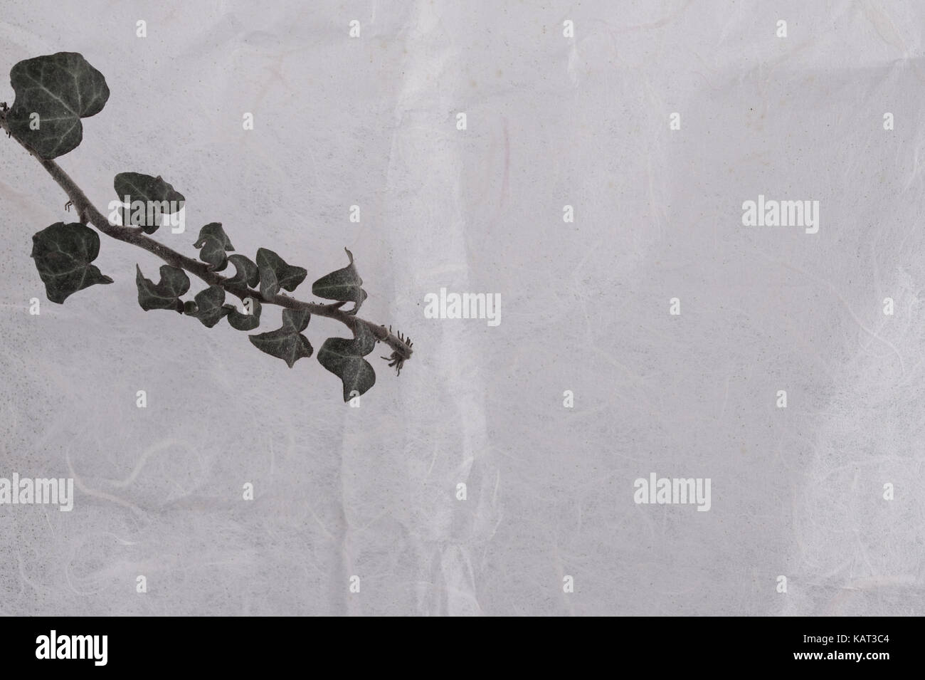 Ivy branch isolated on white rice paper background Stock Photo - Alamy