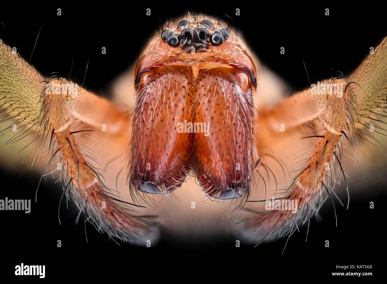 Extreme magnification - House spider (Tegenaria agrestis Stock Photo ...
