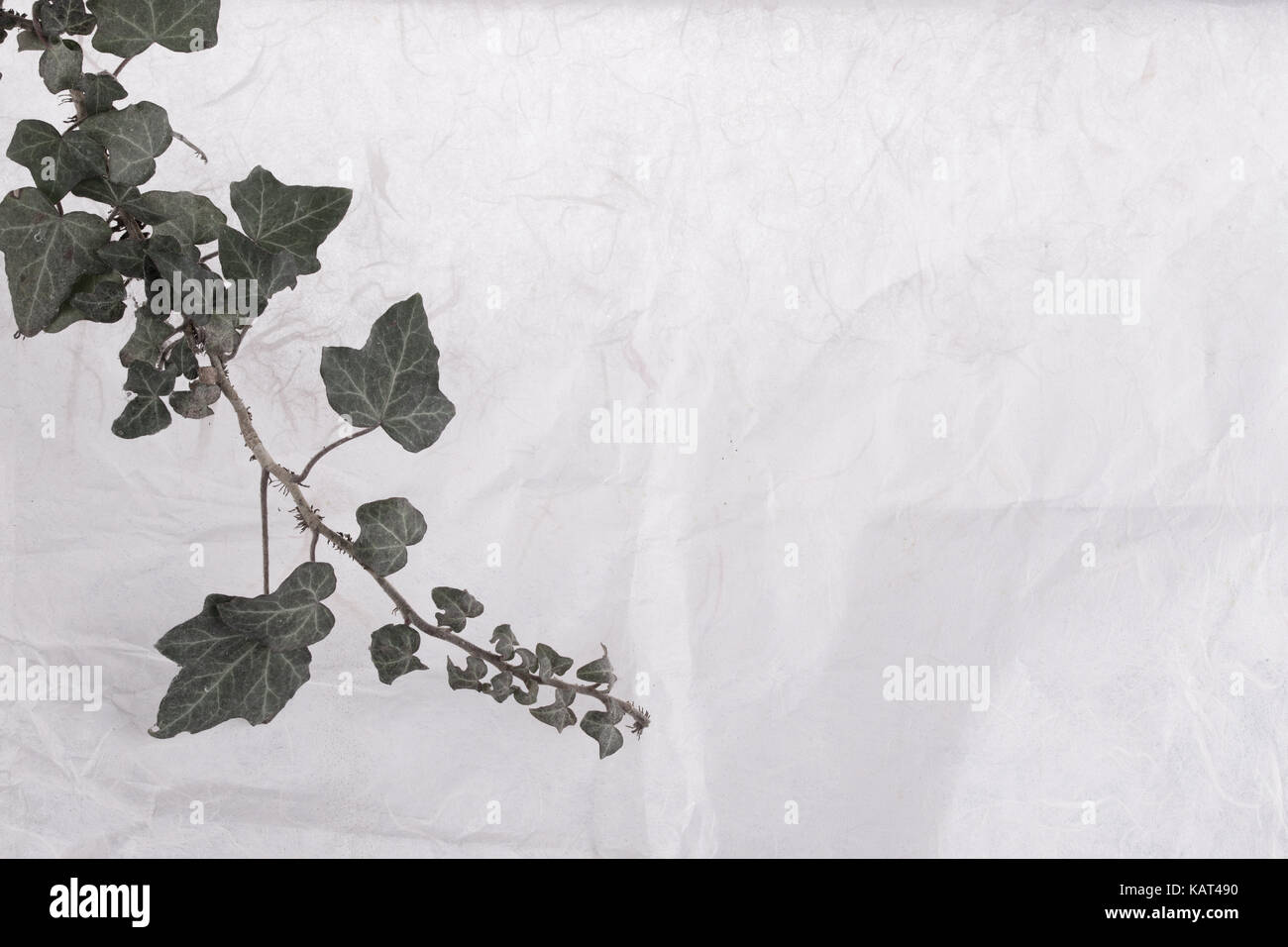 Background ivy hi-res stock photography and images - Alamy