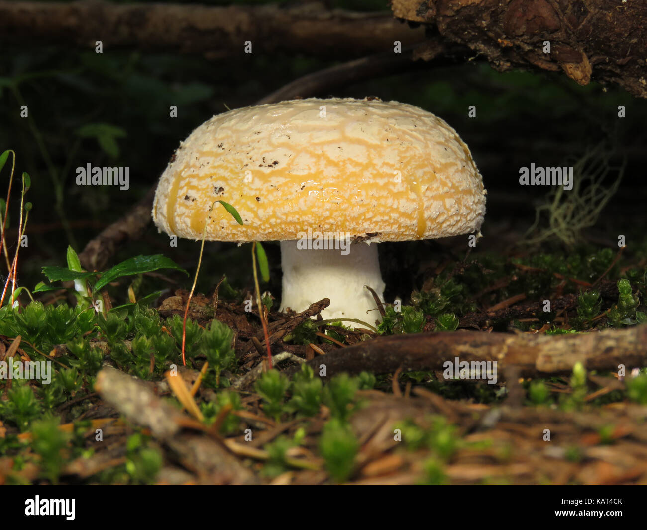 Pacific northwest forest fungi hi-res stock photography and images - Alamy