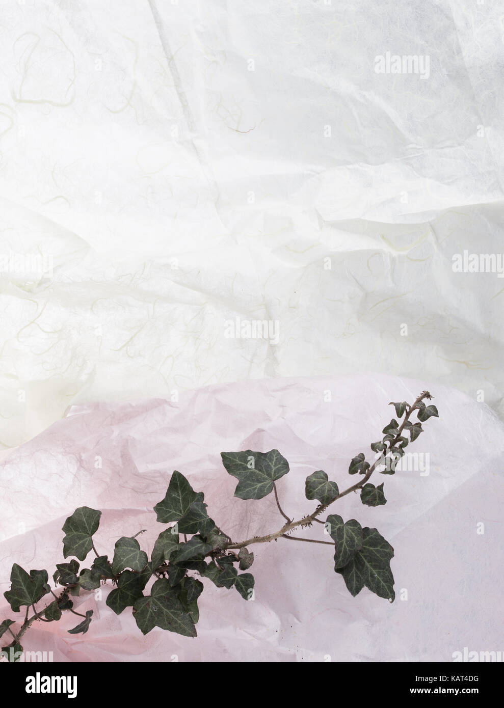 Background ivy hi-res stock photography and images - Alamy