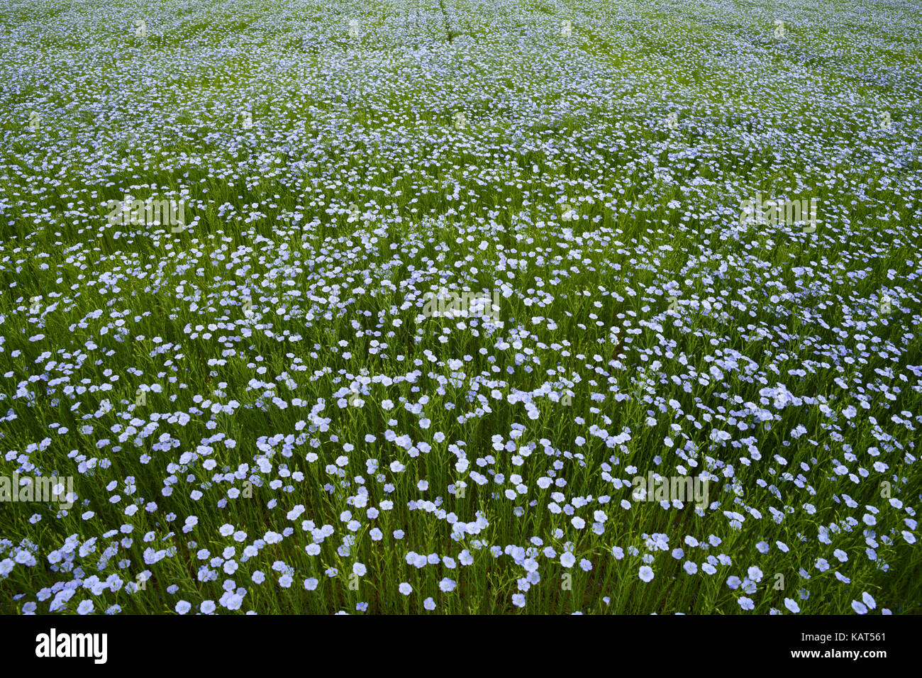Flower field from Dobrogea, Romania Stock Photo - Alamy