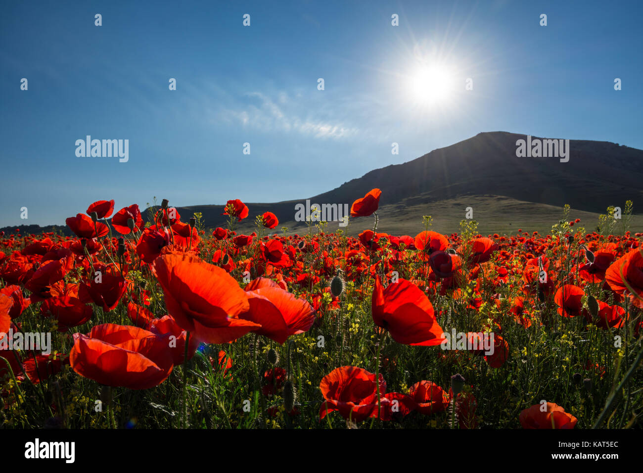 Poppy field in Dobrogea, Romania Stock Photo - Alamy