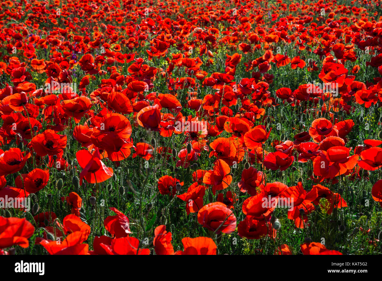 Poppy field in Dobrogea, Romania Stock Photo - Alamy