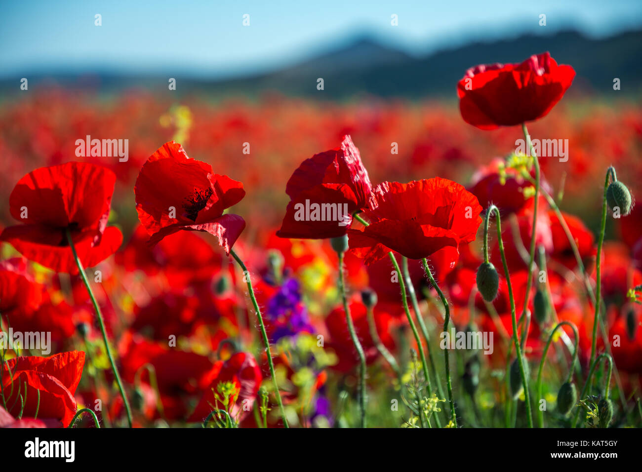 Poppy field in Dobrogea, Romania Stock Photo - Alamy