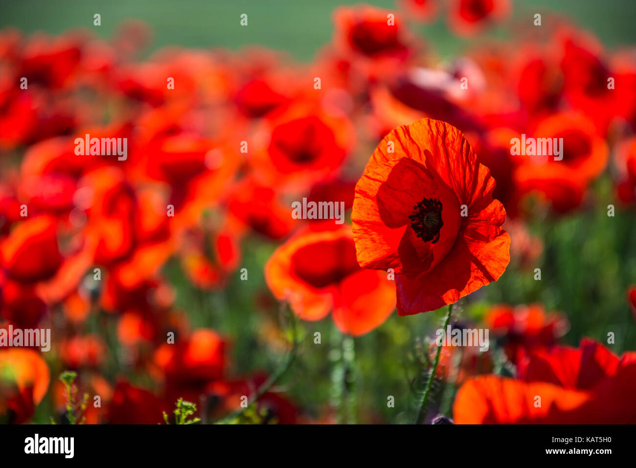 Poppy field in Dobrogea, Romania Stock Photo - Alamy