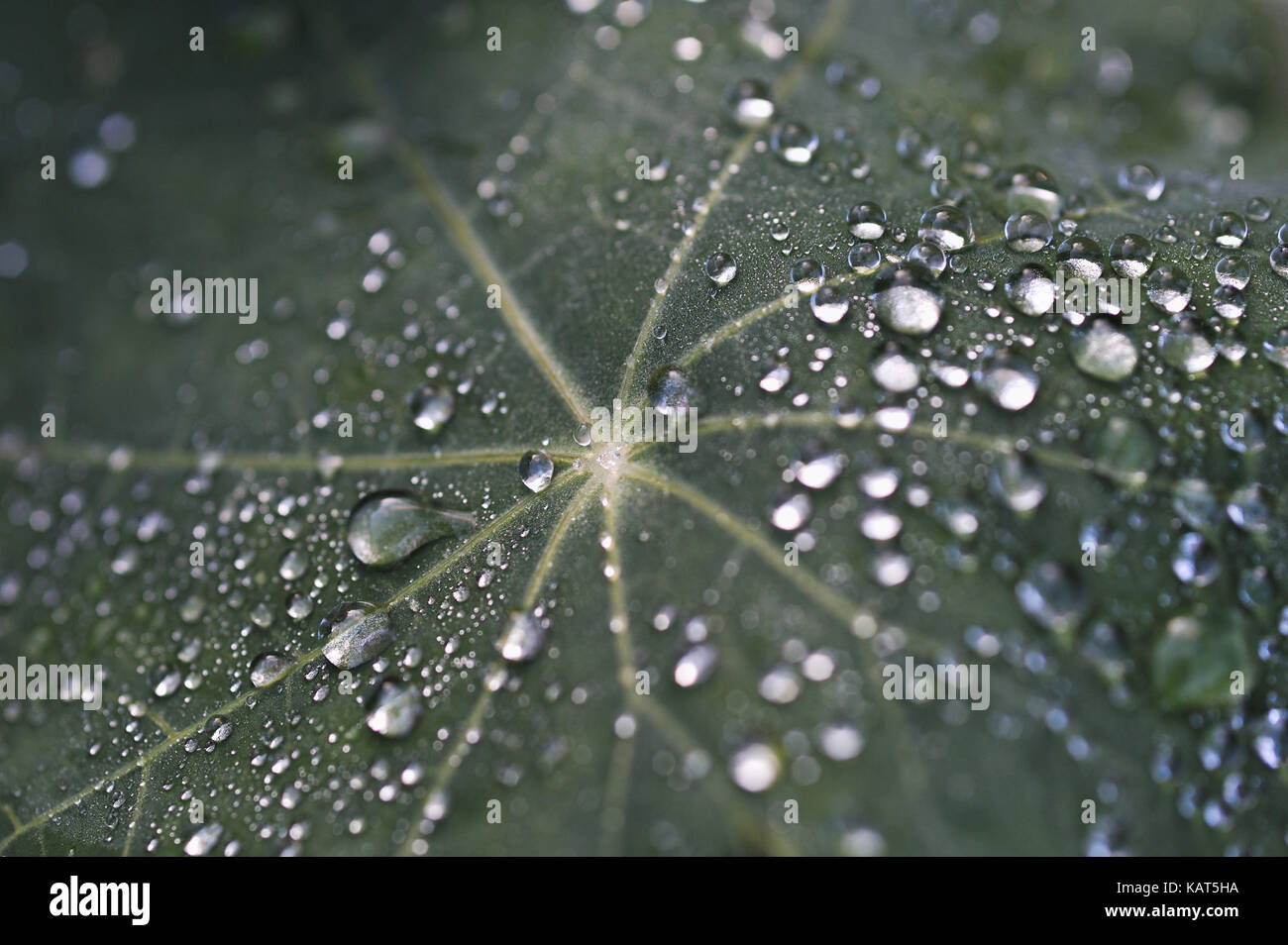 Fresh and cold morning dew on nasturtium leaves in beginning of autumn ...