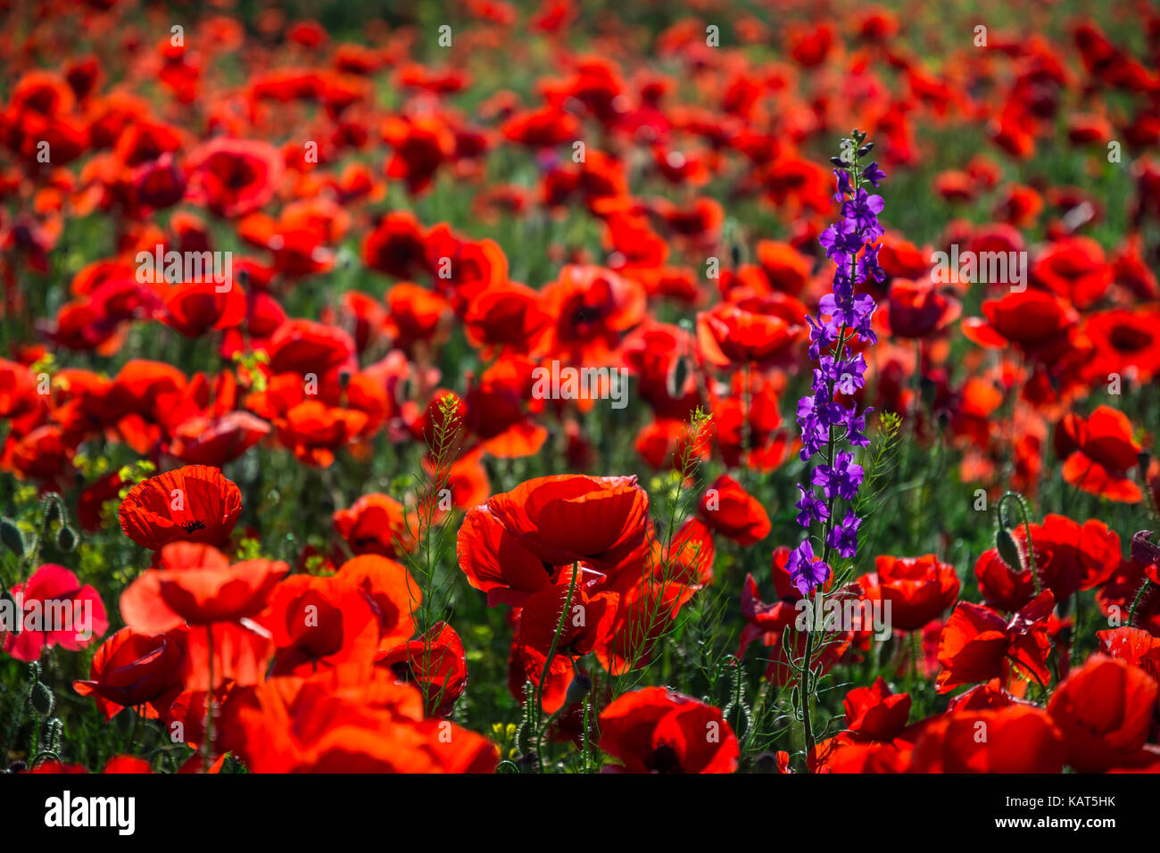 Poppy field in Dobrogea, Romania Stock Photo - Alamy
