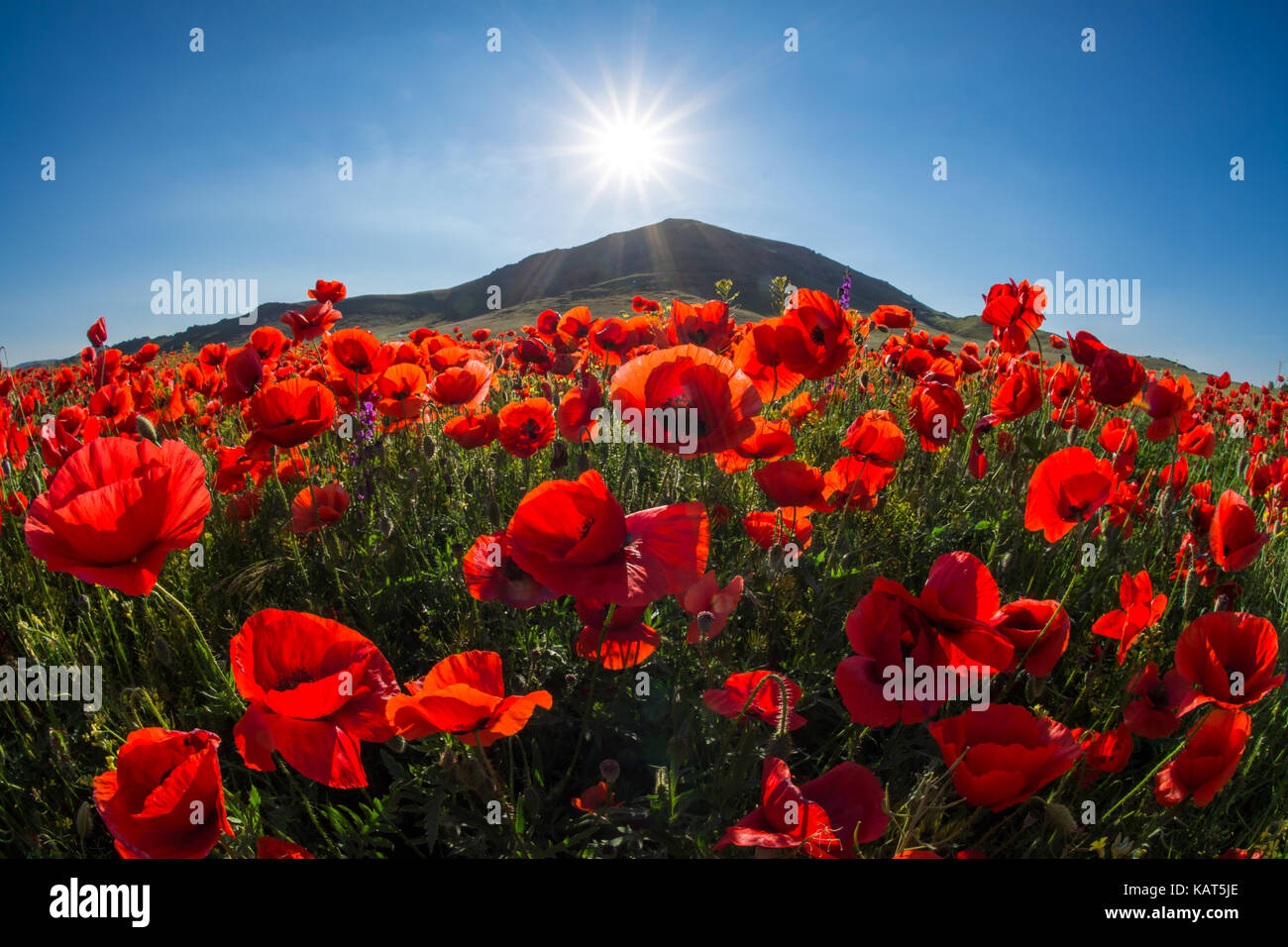 Poppy field in Dobrogea, Romania Stock Photo - Alamy