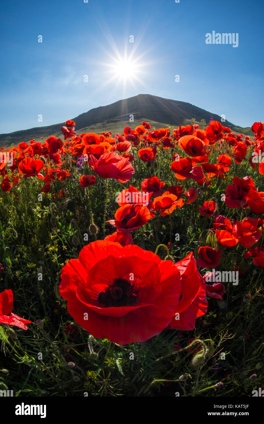 Poppy field in Dobrogea, Romania Stock Photo - Alamy